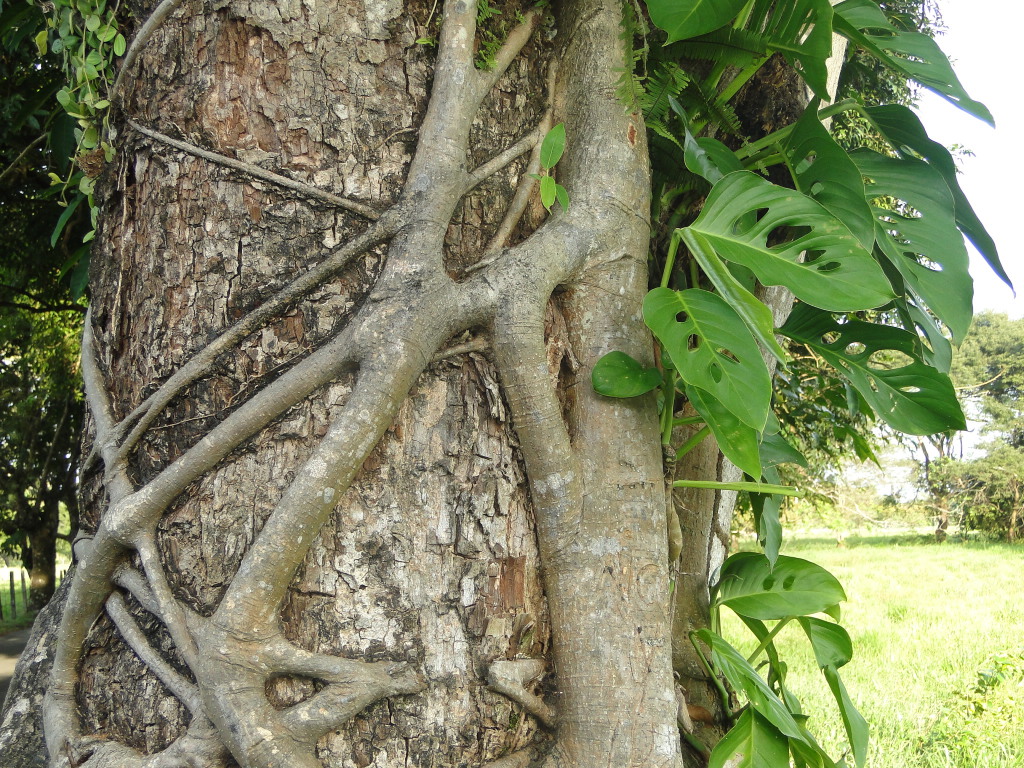 Planta 'Matapalos' - Viajar en Verano