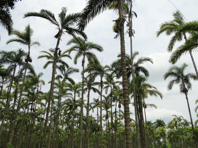 Calamar (Guaviare). - Viajar en Verano Calamar (Guaviare).