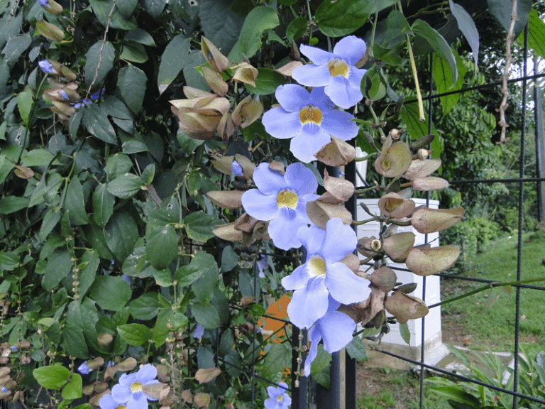 San-Jeronimo-Flor - Viajar en Verano
