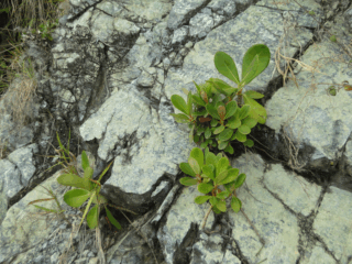Roca - Viajar en Verano
